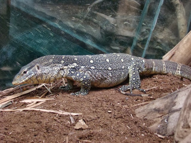 FAUNA Y FLORA DEL MUNDO: VARANO: " Un dragón en miniatura"